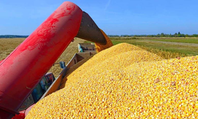 Експорт кукурудзи в Китай збільшує перспективи роботи тимчасового ...