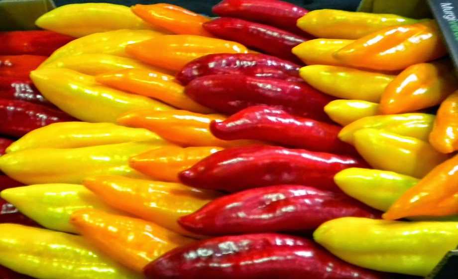 Міні-перець Tribelli – новий тренд у Північній Америці. Урожай збирають ...