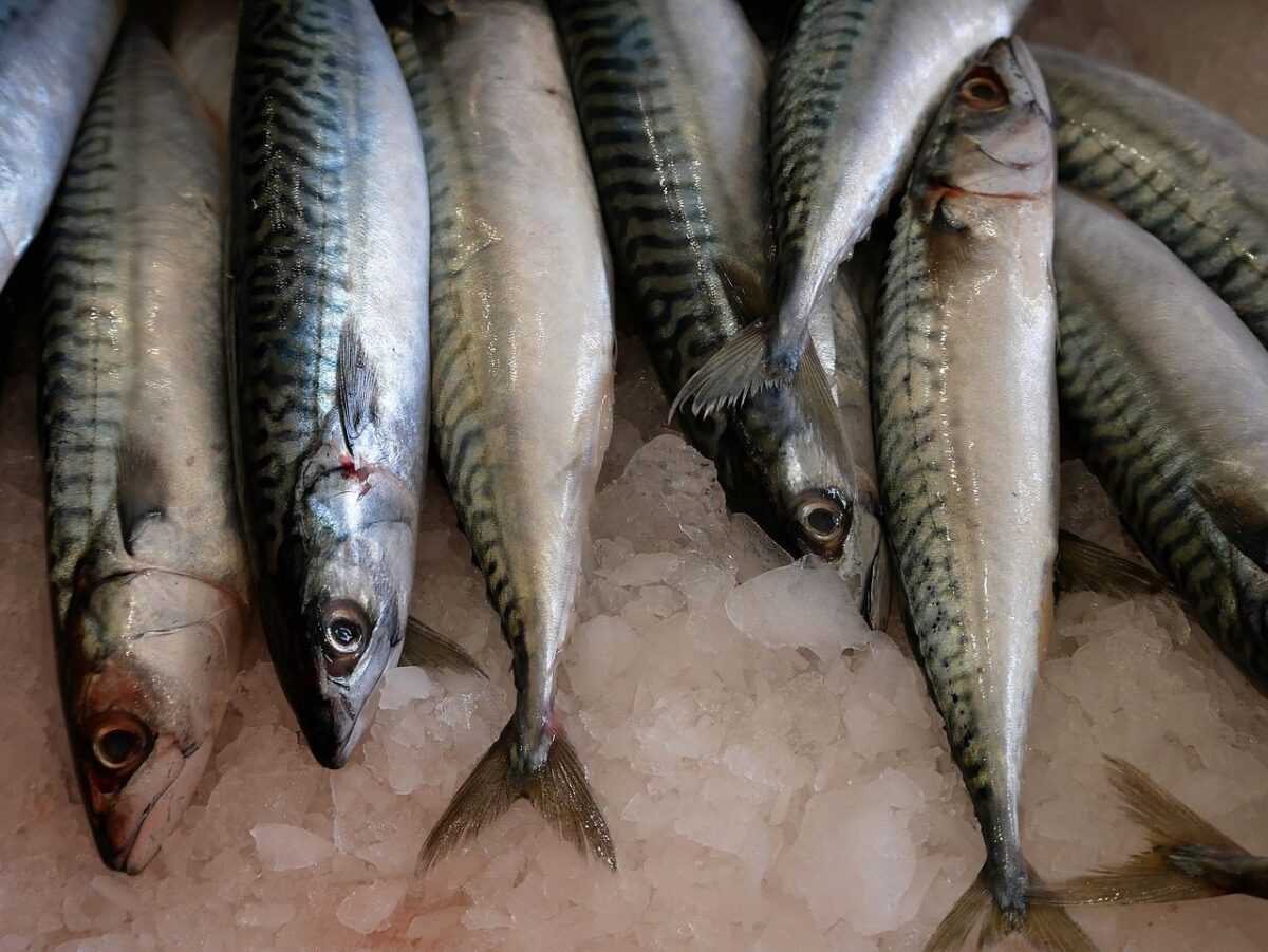 Держрибагентство шукає виробників рибної продукції для переробки ...